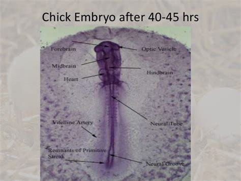 Final Chick Embryonic Development Ppt