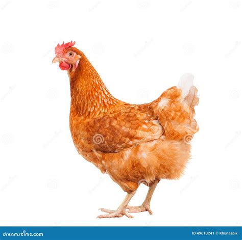 Full Body Of Brown Chicken Hen Standing Isolated White Backgroun Stock