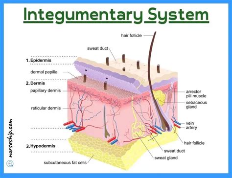 Accessory Organ Integumentary System At Carole Spears Blog