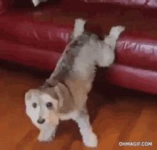 Couch Humping S Tenor