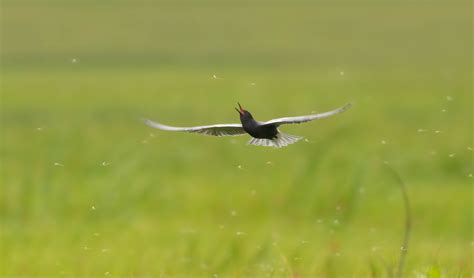 Us Adult Mayflies Emerge In Large Numbers All At Once Mate And