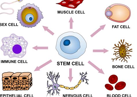Cuál Es La Diferencia Entre Xilema Y Floema