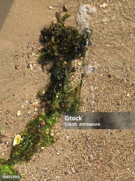 신선한 녹색 해초의 이미지는 해변 모래에 대한 해안에 씻어 해초 방광 Wrack 식물 바위 또는 바다 오크 황금 조류와 미역 자갈과 조개 껍질 조수 랩핑 해안의 다른 유형과