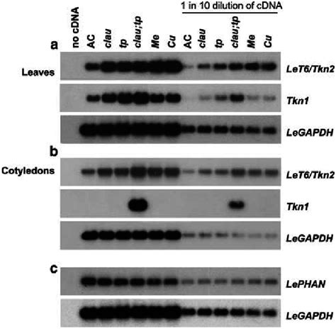 Increased Dissected Leaf Mutants Display Increased Knox Gene Download Scientific Diagram