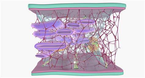 3d Cytoskeleton Structure Cell Turbosquid 1295229