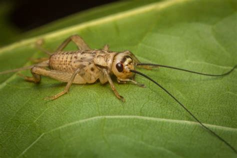 18 Types Of Crickets With Pictures In This Must Read Guide Le