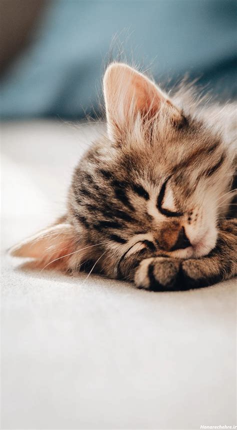 28 عکس از گربه خانگی واقعی که قلبتان را میبرد