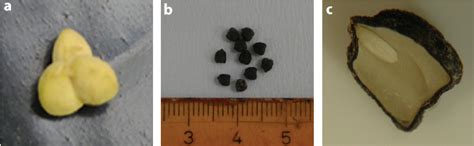 Fruit And Seeds Of Euphorbia Heterophylla A Capsule B Seeds C