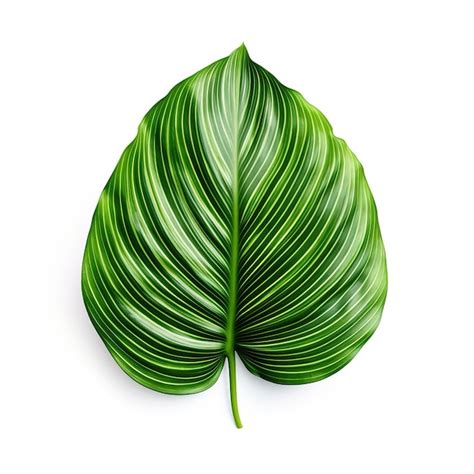 Premium Psd Tropical Leaf