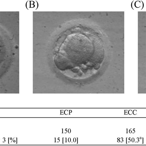 Research On Embryo Grading System Download Scientific Diagram