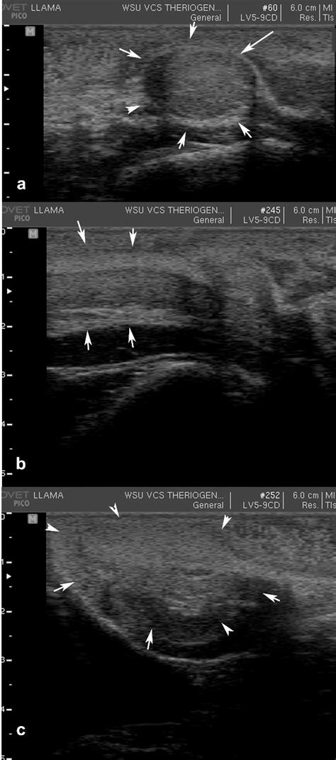 Ultrasonographic Examination Of The Accessory Sex Glands A