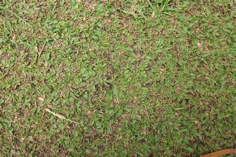 Premium Photo Green Grass Texture Background Top View Of Bright Grass