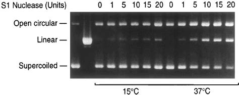 Temperature Effect On Plasmid Cleavage By S1 Nuclease Pbluescript Ks Download Scientific