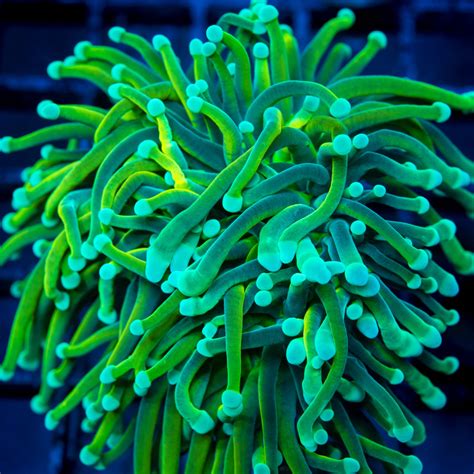 Tck Master Hg Torch Double Sweet Reef Corals