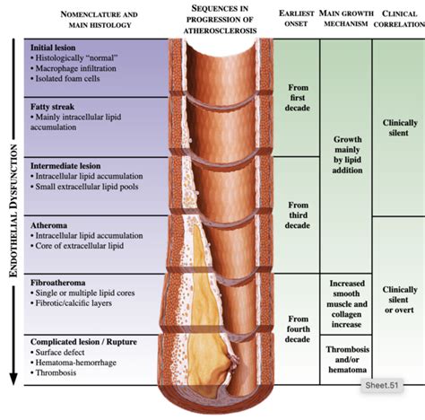 Fileendothelial Dysfunctionpng Physiopedia