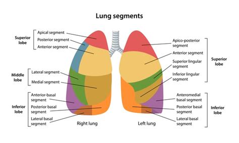 141개의 Basal Lung 로열티 프리 이미지 및 스톡 사진 Shutterstock