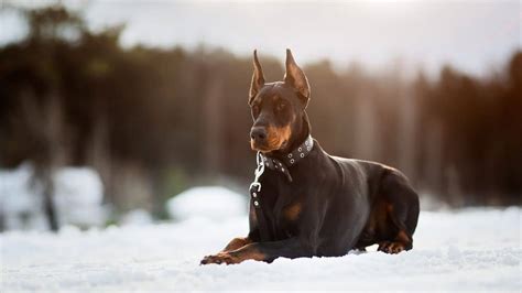 Cockapoo Kaksi Rotukoiraa Yhdessä Paketissa