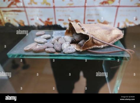 Model Of Cocoa Beans From The Theobroma Cacao The Theobroma Cacao Is