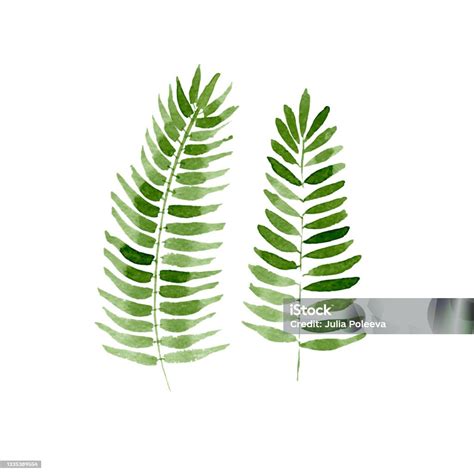 녹색 고사리 흰색 배경에 고립 된 손으로 그린 수채화 그림 벡터 0명에 대한 스톡 벡터 아트 및 기타 이미지 0명 개체 그룹 계절 Istock