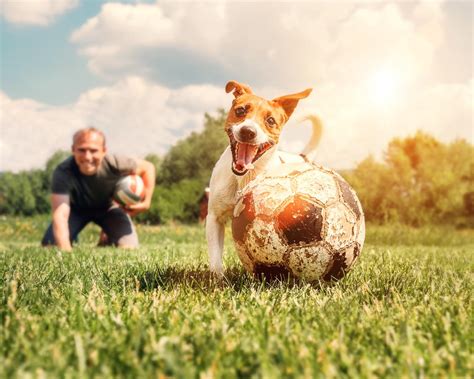 RSPCA urges rethink over possible sports pitch dog ban