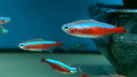 Cardinal Tetra Paracheirodon Axelrodi Care And Features
