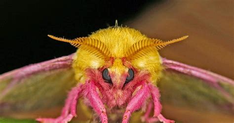 The Rosy Maple Moth Natures Sweetest Creation That Will Melt Your