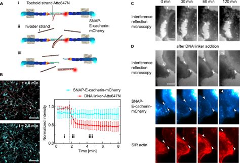 Dynamic Control Of Cellcell Adhesion A Sketch Showing The Download Scientific Diagram