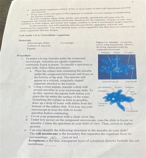 Solved Endoplasm Is The Granular Cytoplasm Containing The