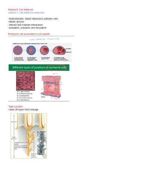 Module Cell Adhesion Module Cell Adhesion Lecture Cell Adhesion Molecules Studocu