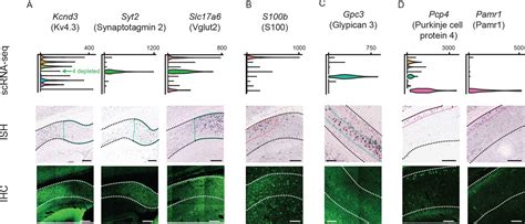 Figures And Data In The Subiculum Is A Patchwork Of Discrete Subregions