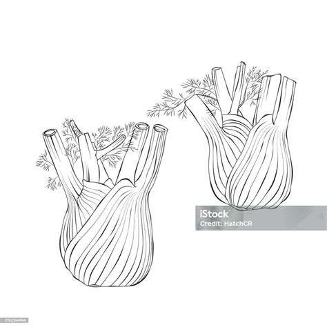 회향 야채 개요 손 끌기 벡터 일러스트 레이 션 백색 Backgroung 건강한 생활방식에 대한 스톡 벡터 아트 및 기타 이미지