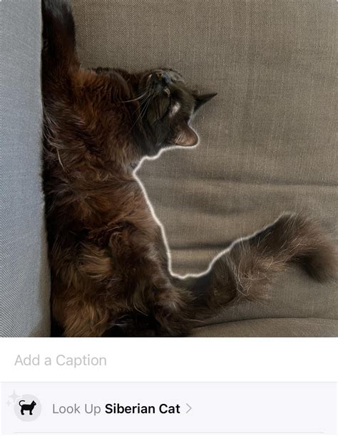 The Breeds The Apple Algorithm Comes Up With For My Cat Are A Constant
