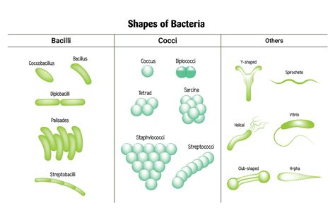Shapes Of Bacteria Science Vector Design Graphic By Hamjaiu · Creative