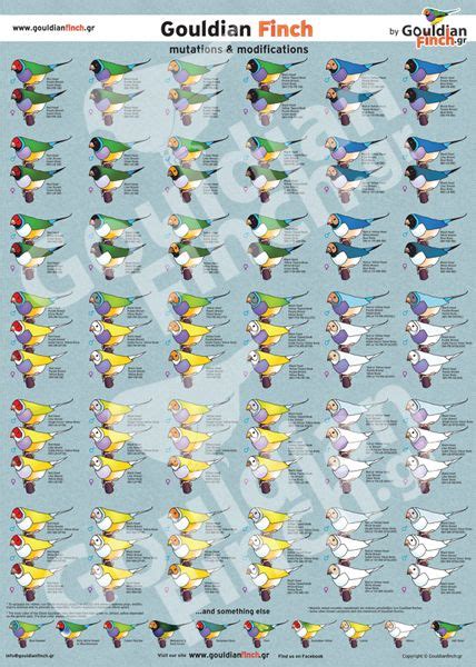 Gouldian Finch Mutations Poster Exotic Birds Finches Bird Bird Aviary