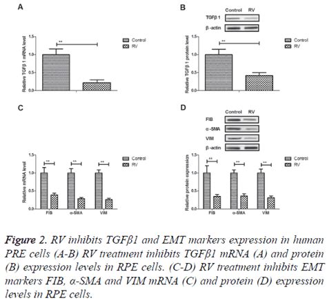 Resveratrol Modulates The Proliferation Biomedical Research