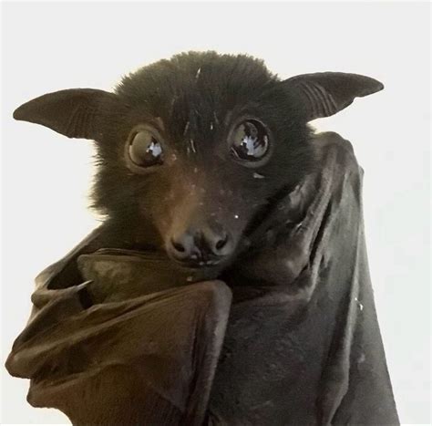 Pin On Bat In 2024 Cute Bat Cute Reptiles Silly Animals