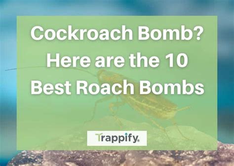 Cockroach Bomb Here Are The 10 Best Roach Bombs