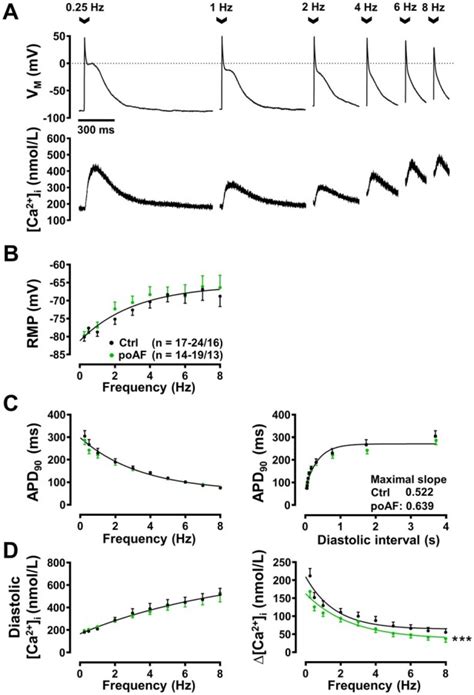 Altered Atrial Cytosolic Calcium Handling Contributes To The Development Of Postoperative Atrial