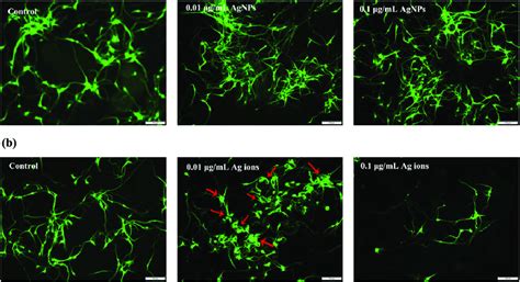 Immunofluorescence Staining For Map2 Of Silver Nanoparticle Agnp A