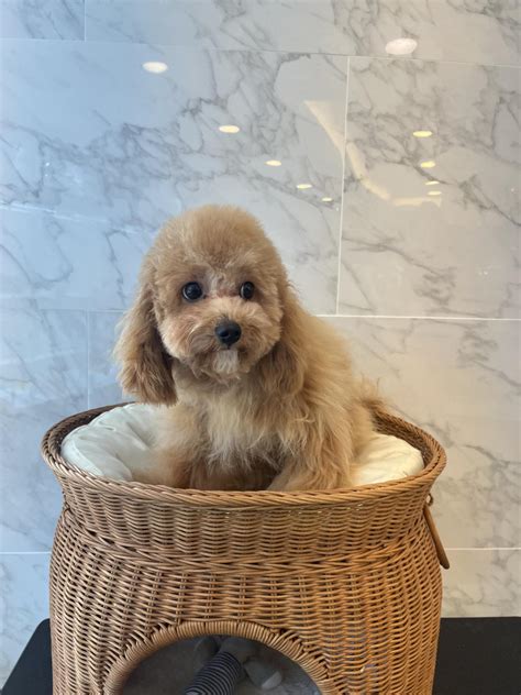 말티푸 덤보 래브라도리트리버입양 닥스훈트입양 도베르만입양 말티치입양 말티폼입양 빠삐용입양 사모예드입양 스피츠입양 시바견입양 시베리안허스키입양 시츄입양 요크셔테리어입양