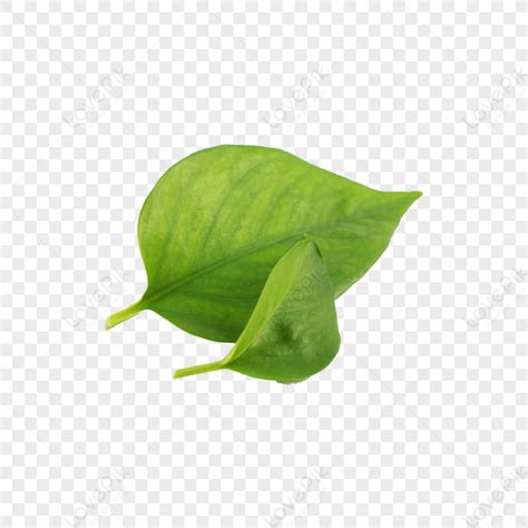 녹색 식물은 유기 잎성숙건강초록 Png 일러스트 무료 다운로드 Lovepik
