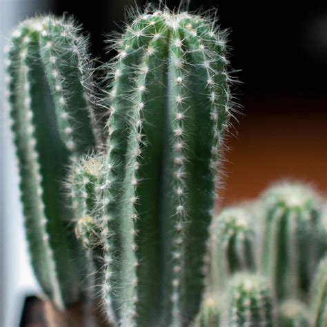 Descubra A Fascinante Beleza Da Trichocereus Validus R Floresejardins
