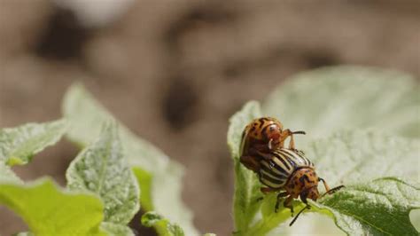Colorado Beetles Having Sex On Green Leaf Nature Stock Footage Ft