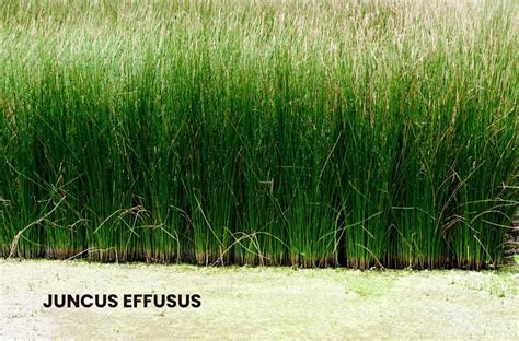 Juncus Effusus J