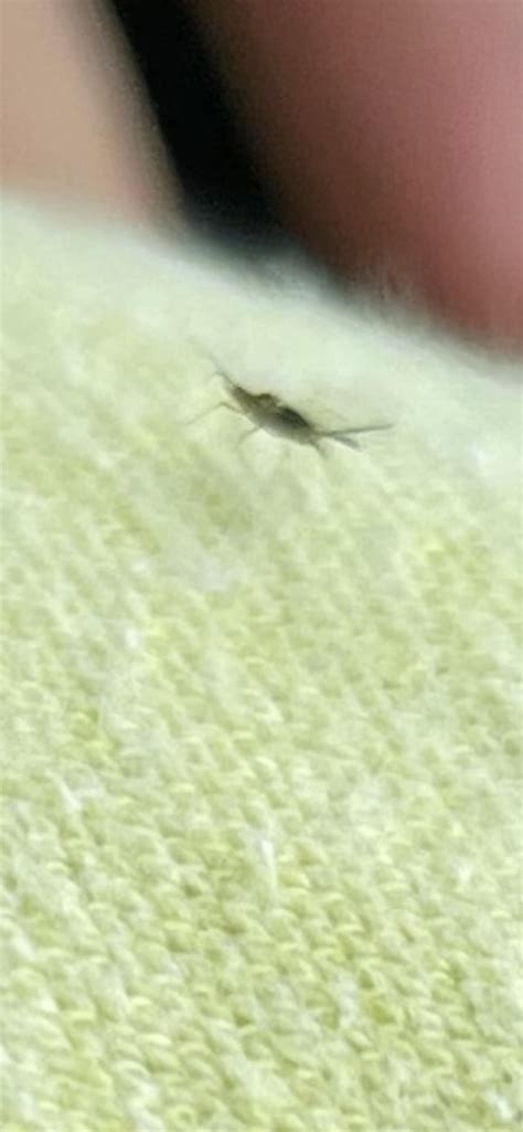 Found Hilo Hawaii R Whatsthisbug