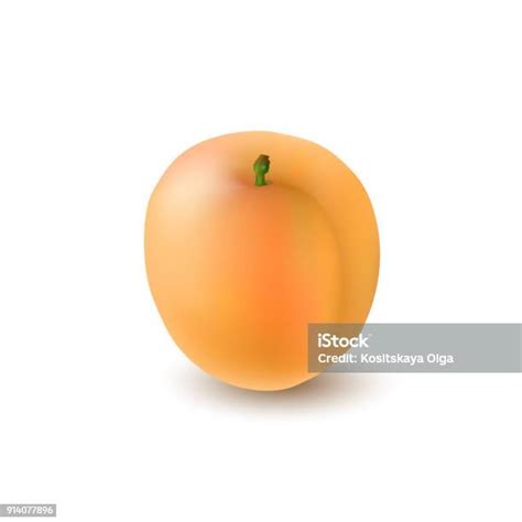 격리 된 현실적인 색된 전체 달콤한 살구 흰색 배경에 그림자와 막대기로 사이드 뷰입니다 0명에 대한 스톡 벡터 아트 및 기타 이미지 0명 건강한 식생활 과일 Istock