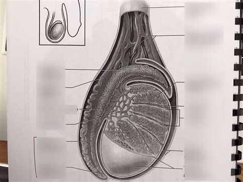 Testis Diagram Quizlet