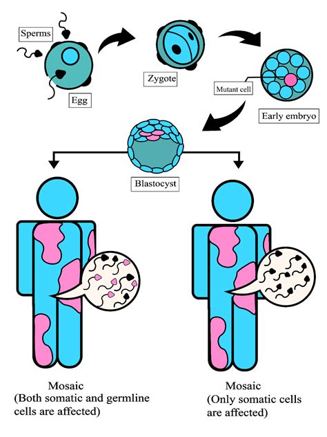 Mosaicism And Chimerism Scixplore