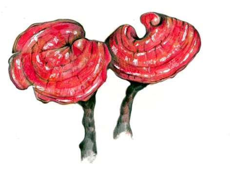 Ganoderma Lucidum Ganoderma Lucidum Flower Database