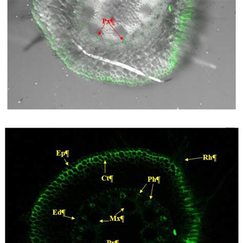 Localization Of Gfp Tagged Pseudomonas Geniculata Mf 84 In Maize Root Download Scientific